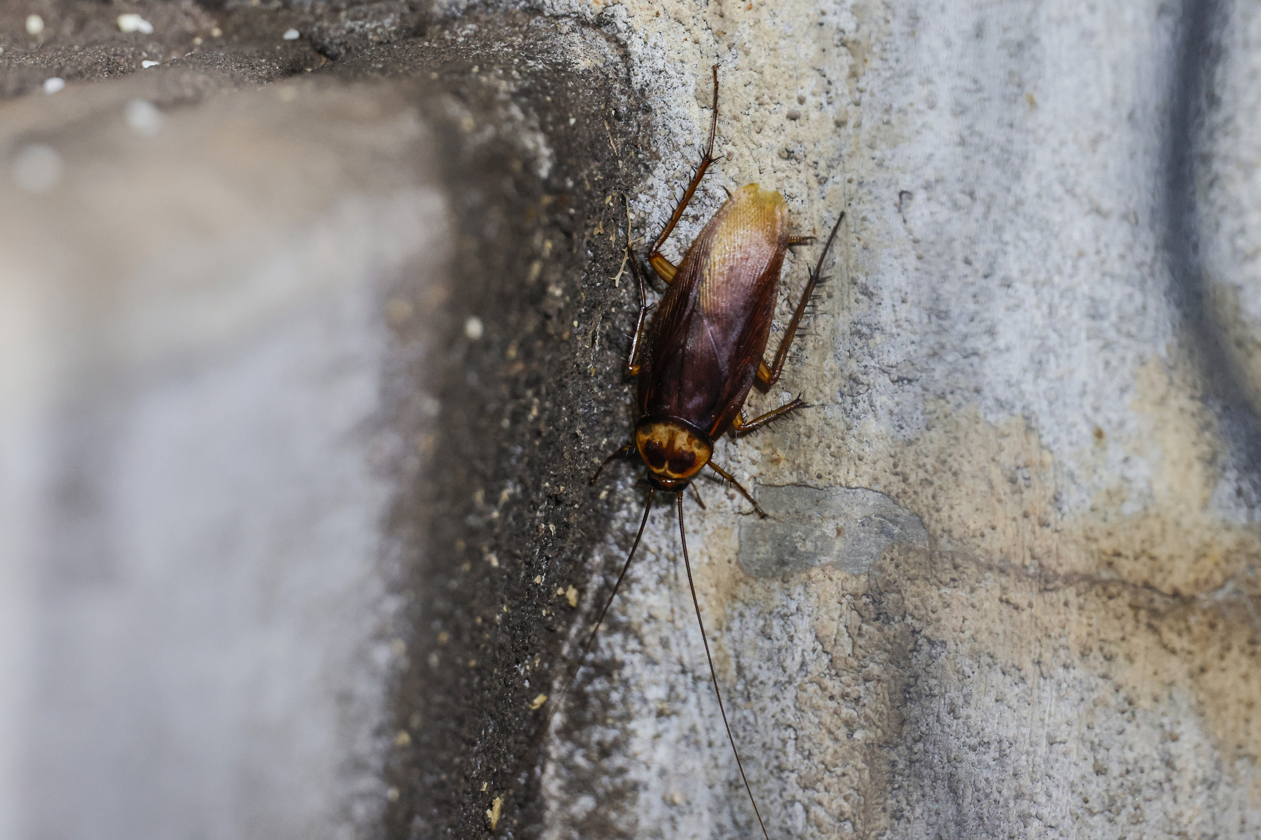Exploring cockroach milk as a potential superfood