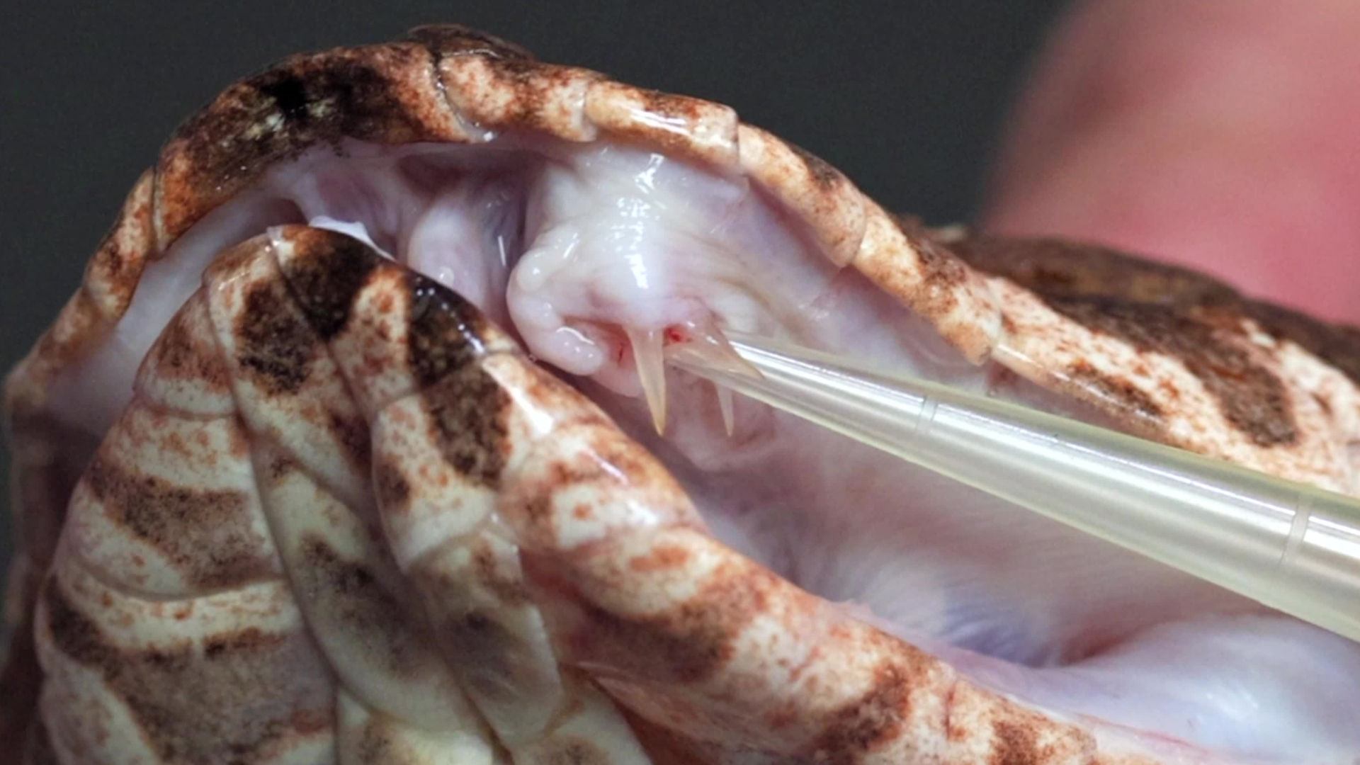 Deadly Mutant Snake With Three Highly Venomous Fangs Discovered In ...