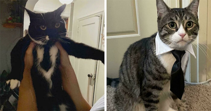 30 Business Cats That Wouldn’t Be Out Of Place In The Most Serious Of ...
