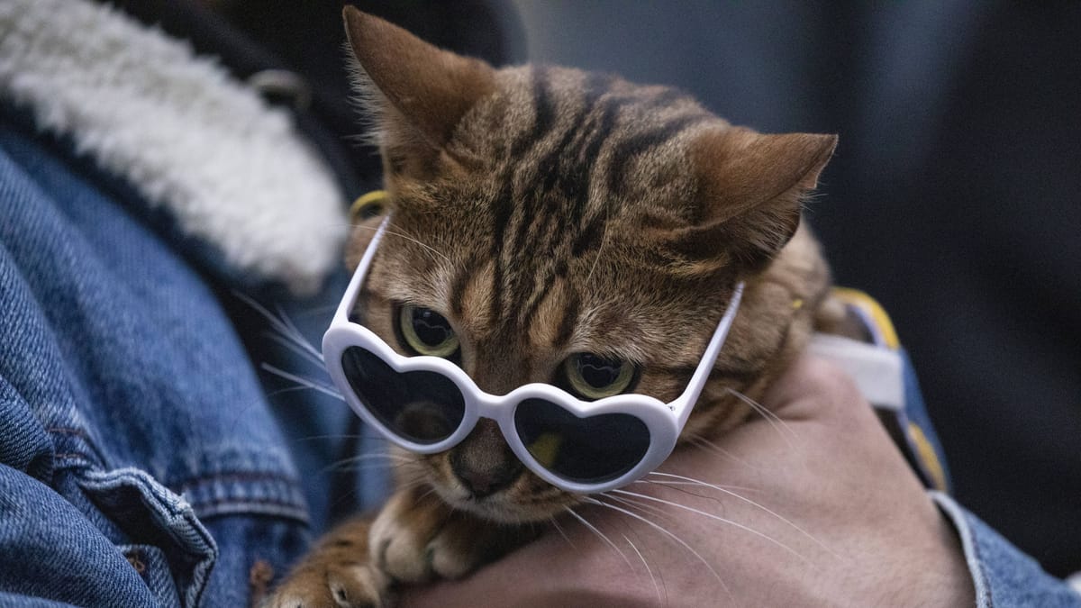 Katze darf nicht in Bibliothek: Internet feiert Kater Max