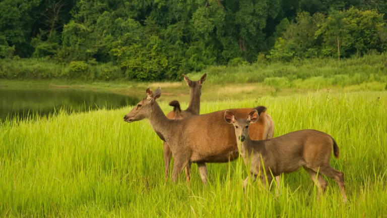 Pune Forest Department launches grassland safari in Solapur to boost ...