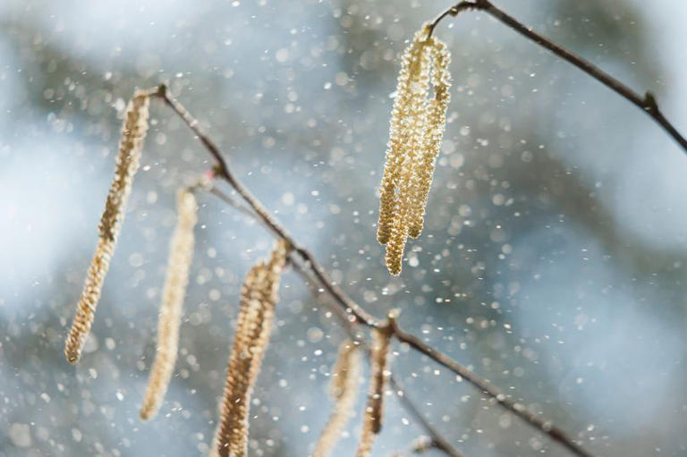 Pollen warning issued as Britain faces hottest day of the year
