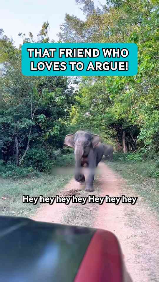 Crazy Moment Elephant Charges At Car