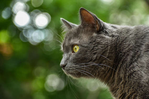 How to Build a Deeper Emotional Connection With Your Cat How to Build a Deeper Emotional Connection With Your Cat