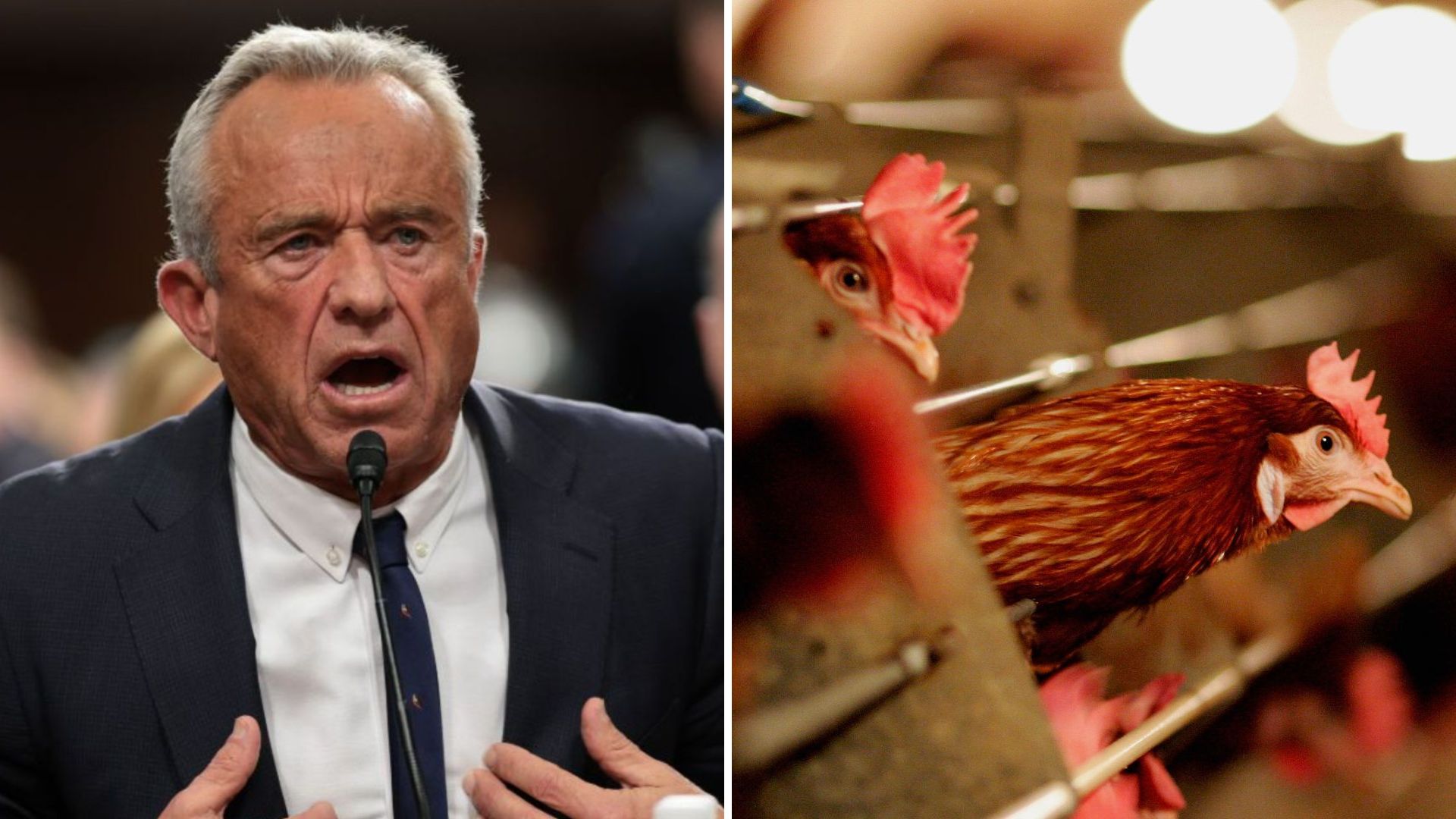 RFK suggests letting the bird flu spread