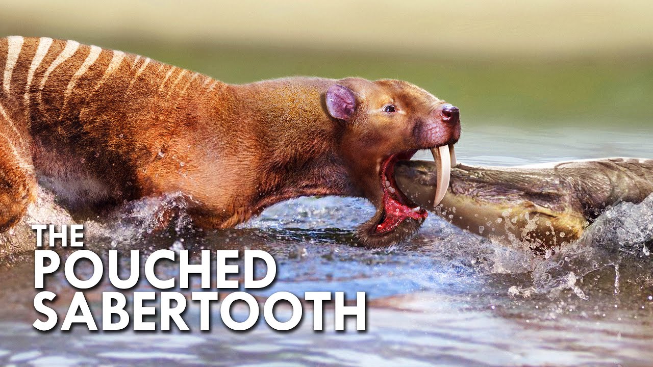 Thylacosmilus: The Saber-tooth With a Pouch