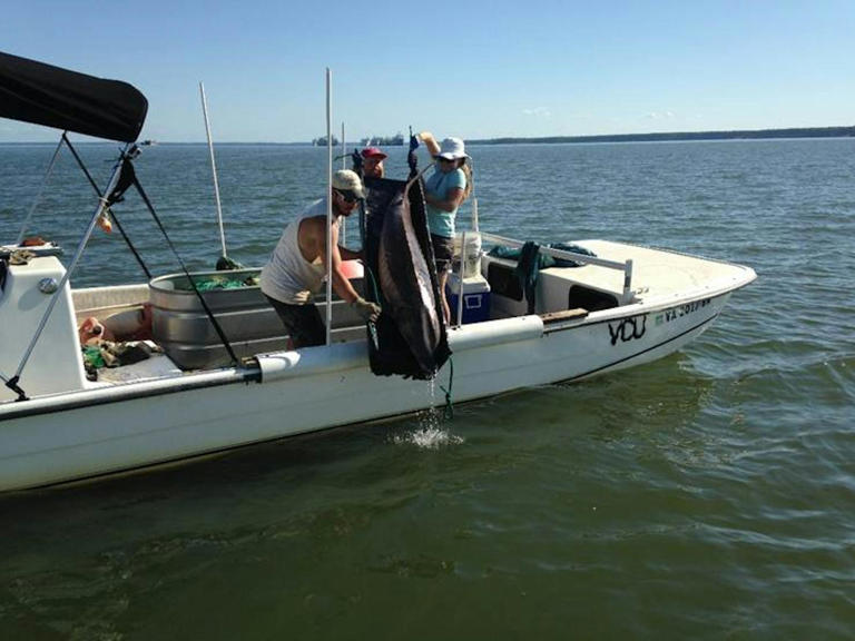 Atlantic sturgeon were fished almost to extinction − ancient DNA ...