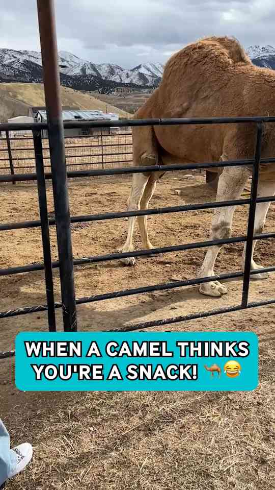 Hilarious Moment Woman Is Surprised by Unexpected Head Bite From Camel