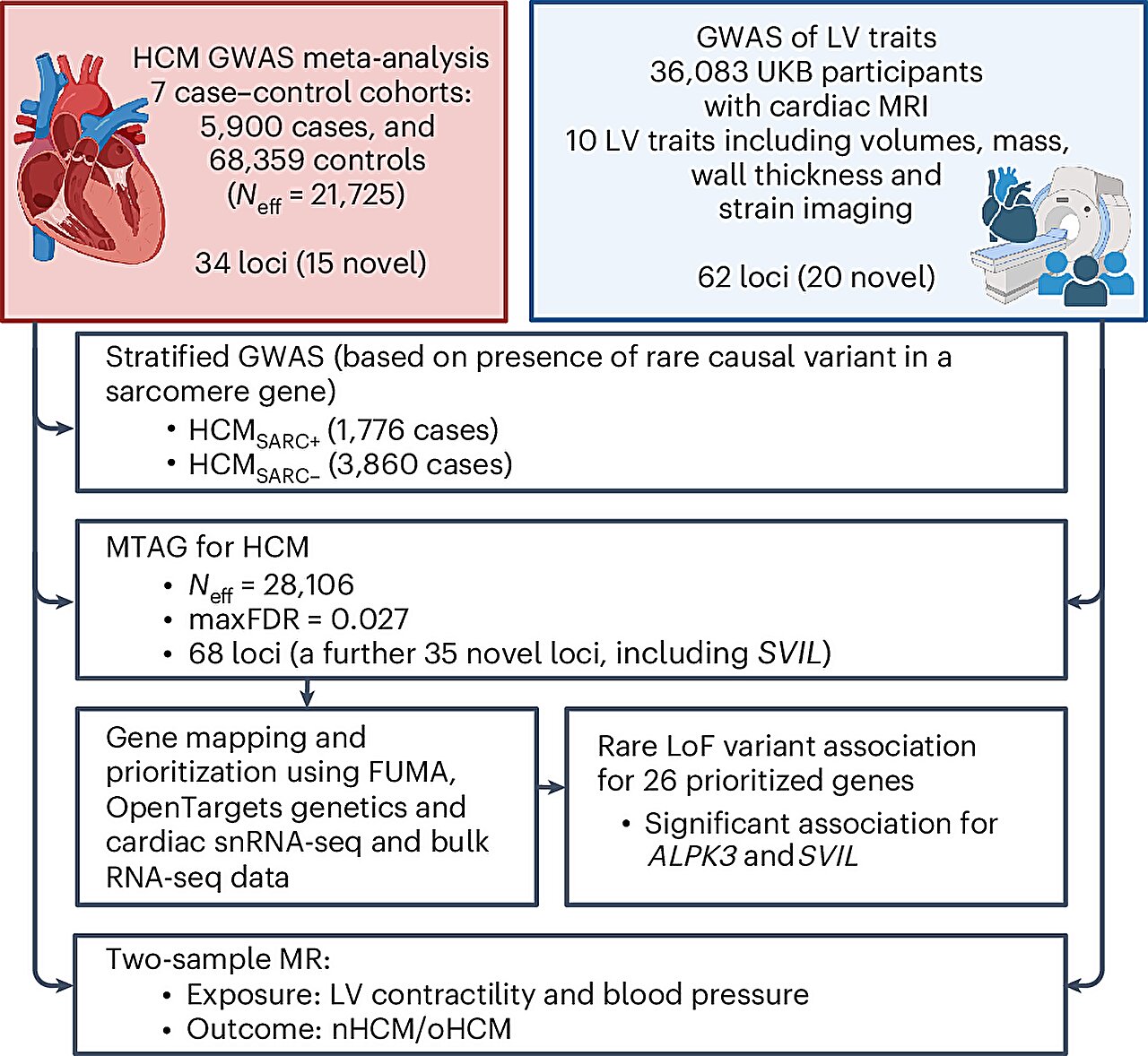 Demystifying a genetic disease of the heart muscle
