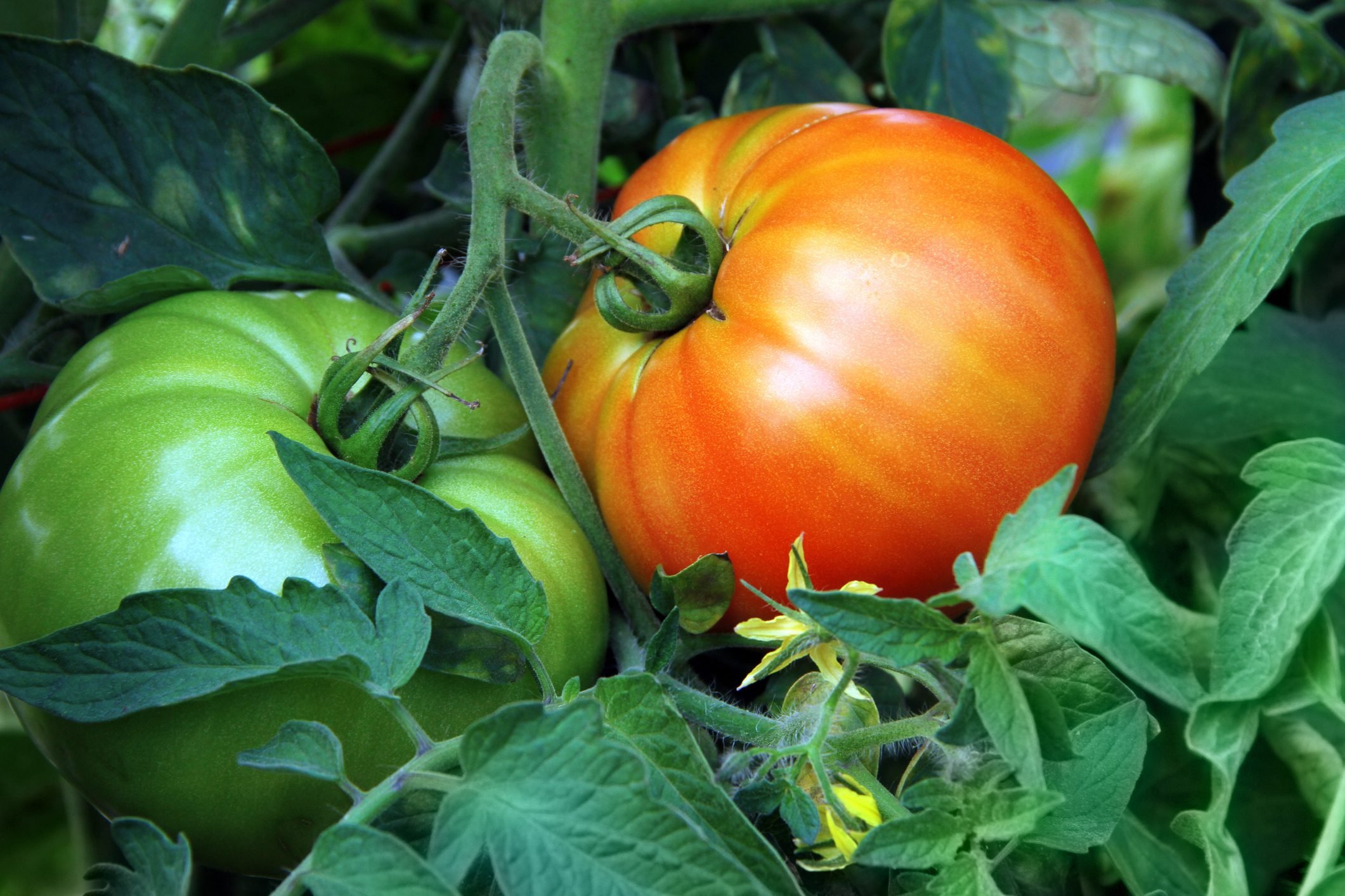 14 top tomato growing tips for the ultimate crop