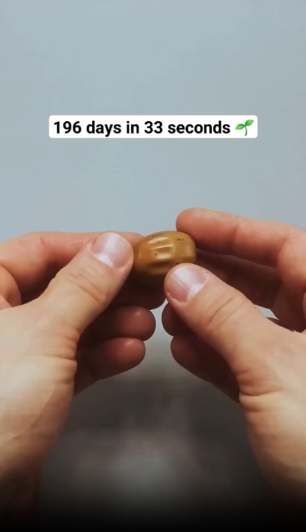 Acorn to oak tree in 196 days #timelapse