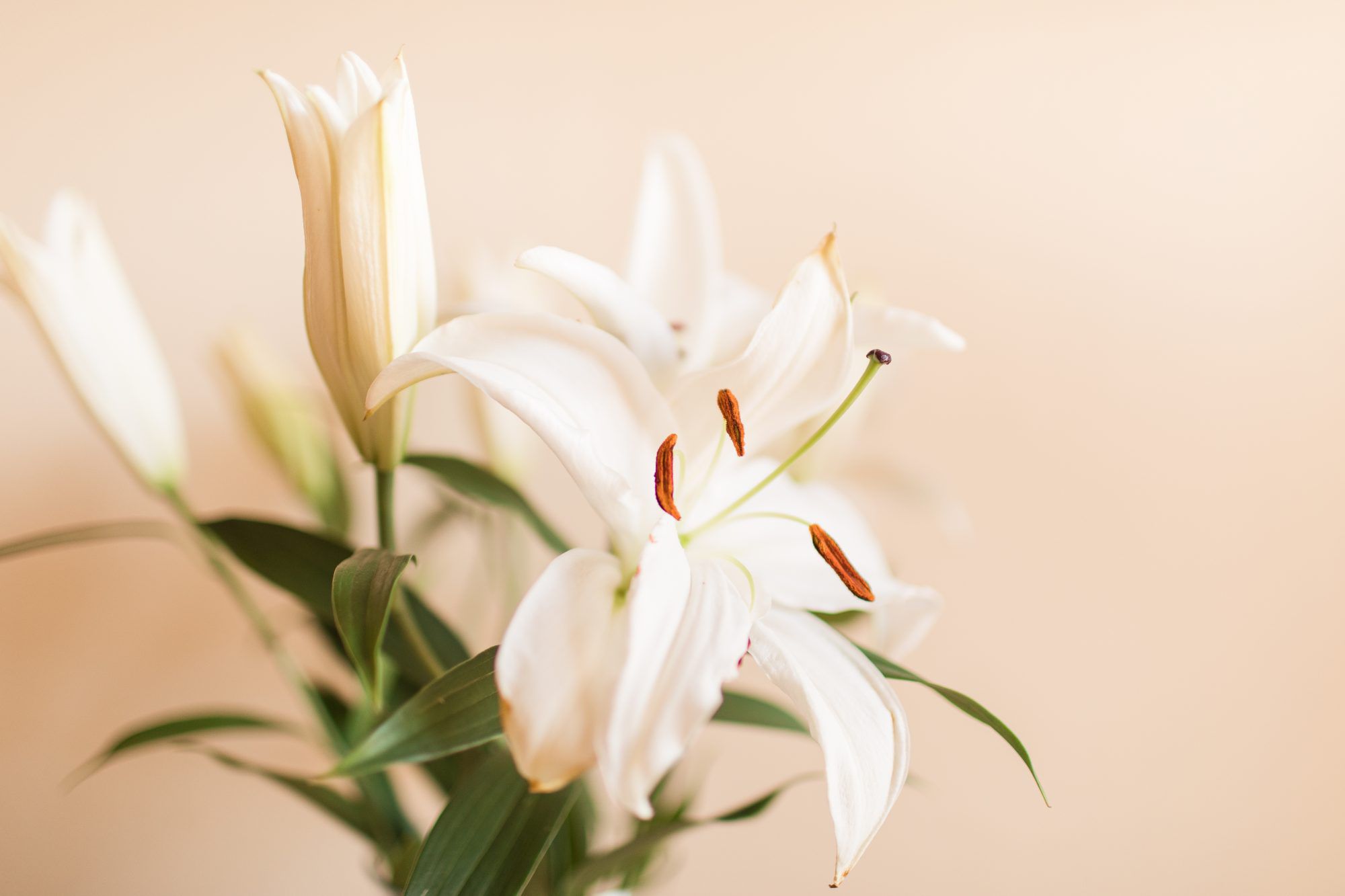 How to Grow and Care for an Easter Lily, a Perennial Bulb That ...