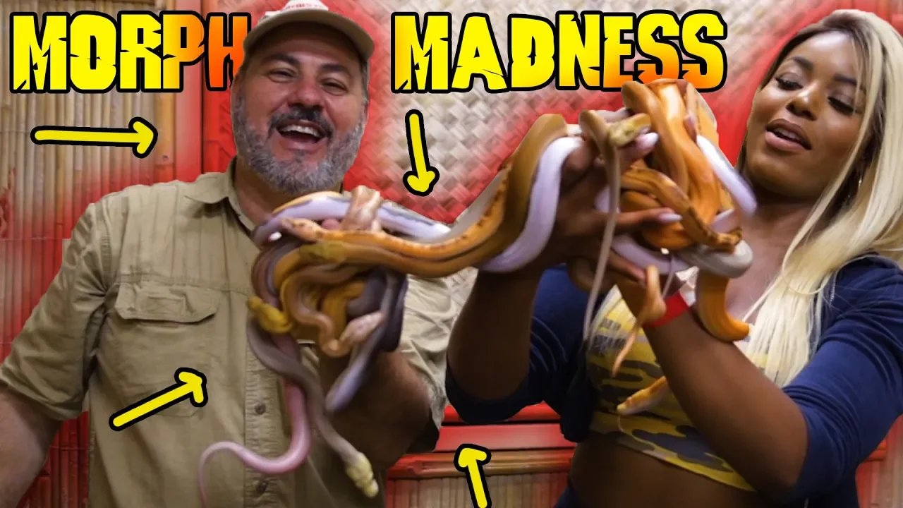 Retic Morph Madness: Jay and Kaye Wednesday