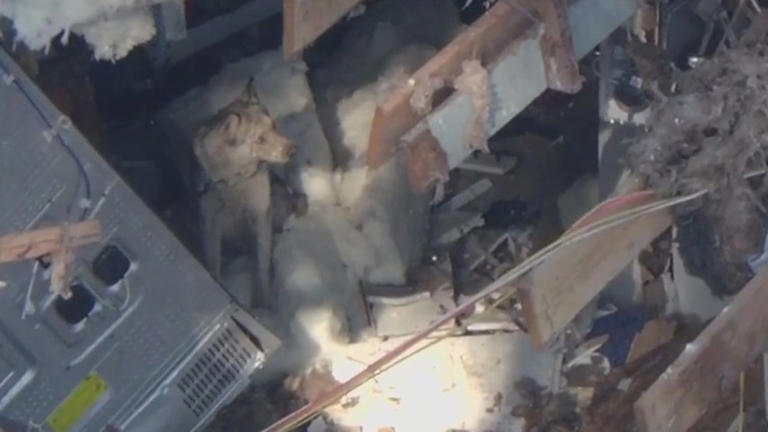 Man critically injured, dogs rescued in LA house explosion linked to ...