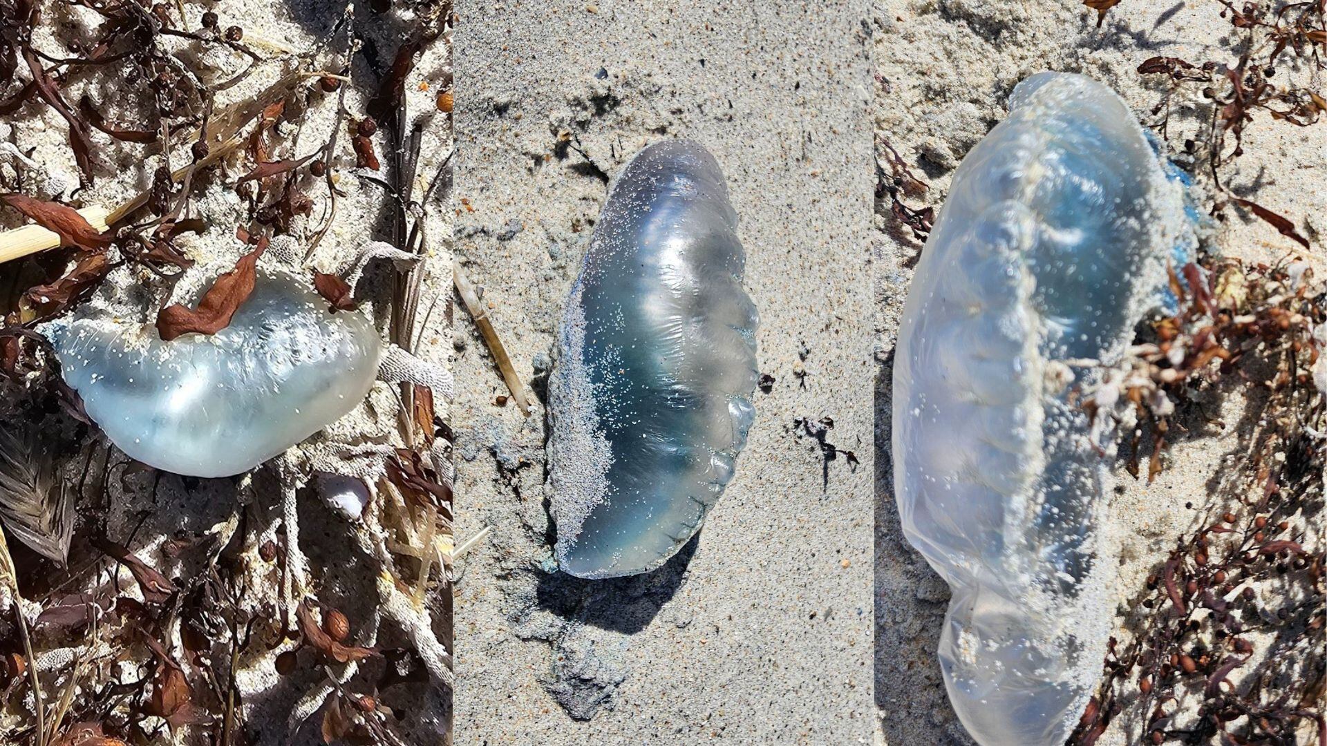 MAN O’ WAR ALERT: Emerald Isle warns visitors to be extra cautious ...