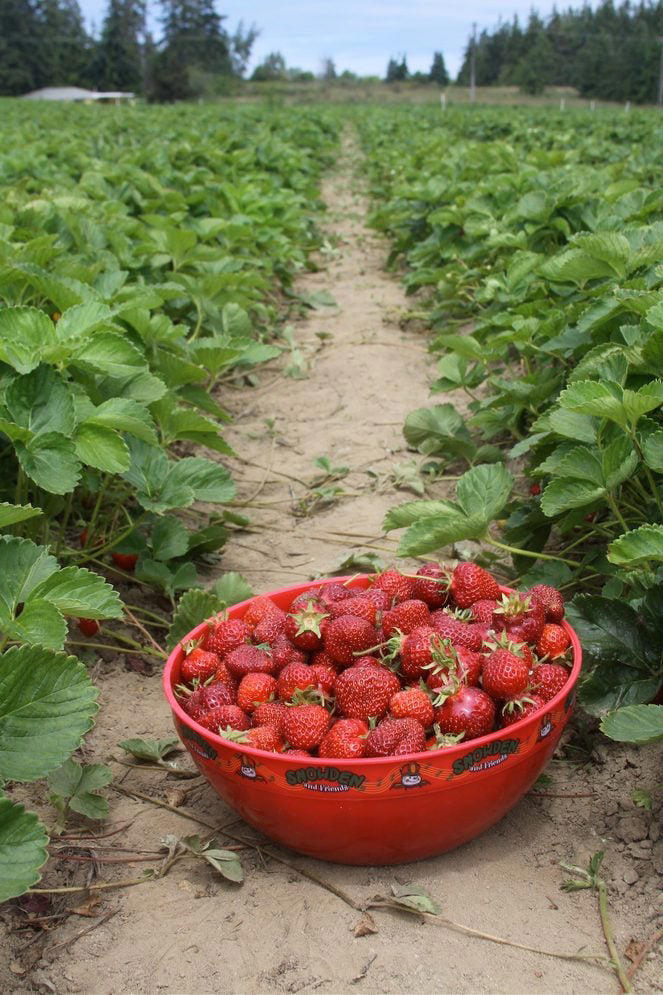 How to Grow Your Own Fresh Strawberry Patch
