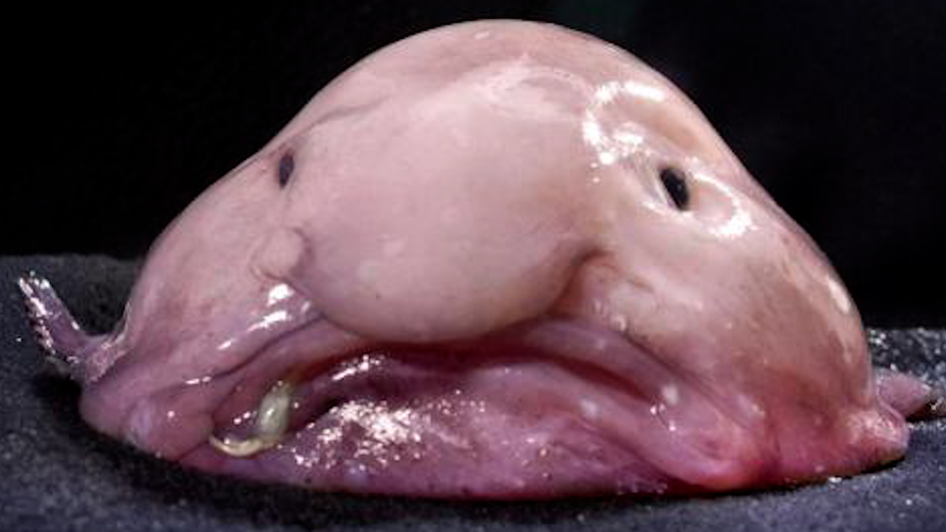 Le blobfish élu poisson de l’année