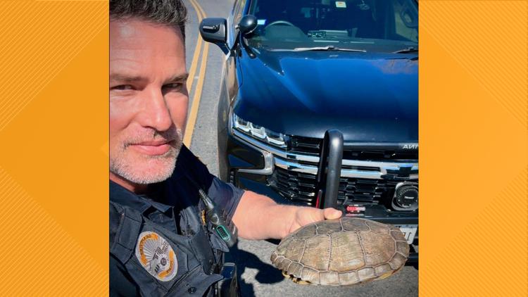 'Remember to watch for wildlife' | North Texas officer helps turtle ...