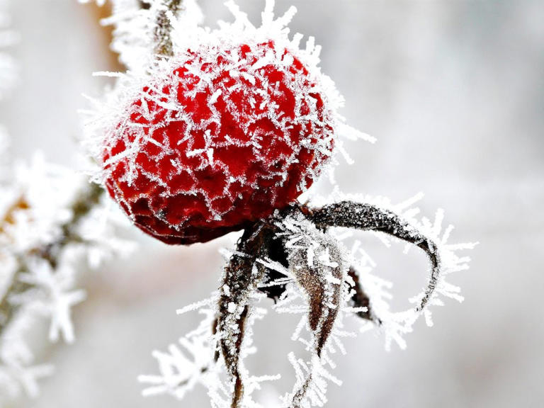 Grow an Easy-Care Rugosa Rose for Rugged Beauty