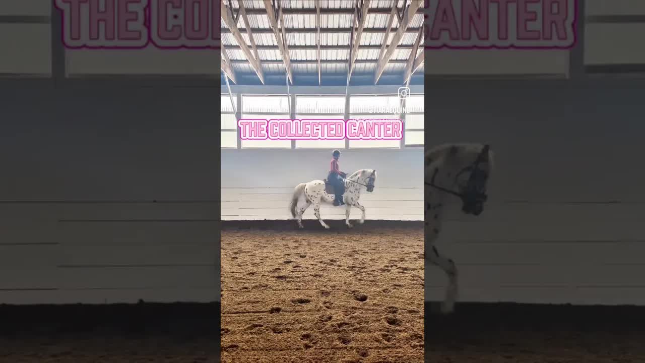 Collected Canter Horse Riding Tips