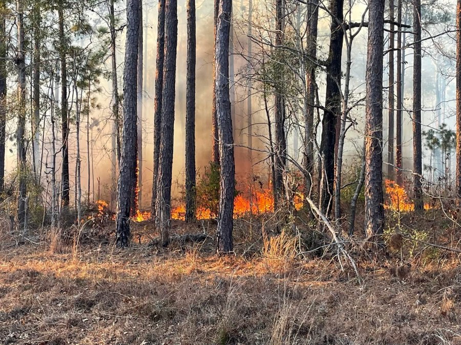 SC Forestry Commission issues statewide Red Flag Fire Alert