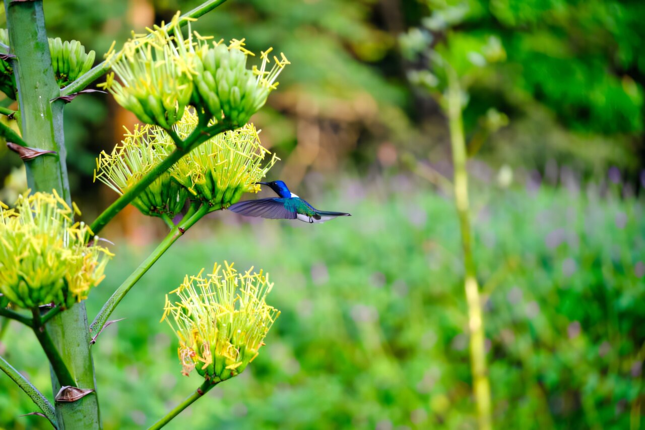 Cloaked in color: Research finds some female hummingbirds evolve male ...