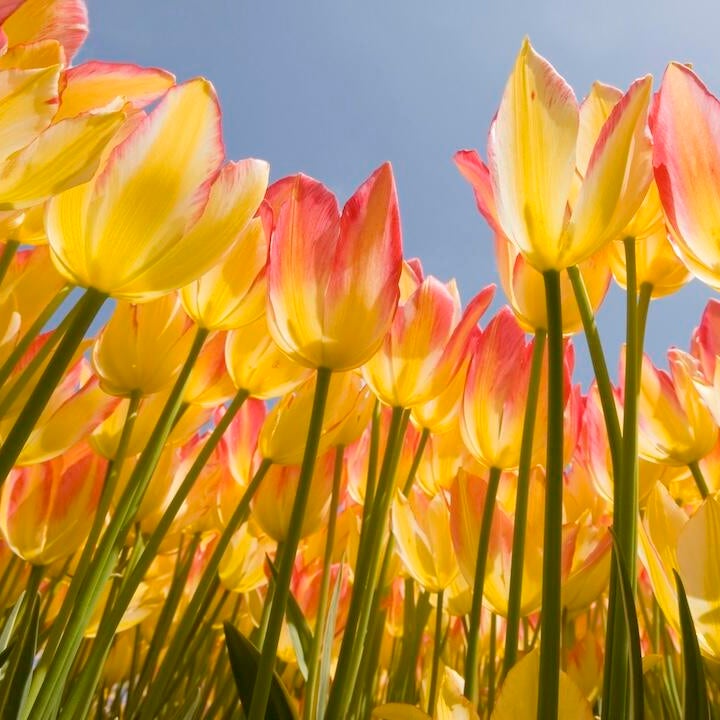 What to know about the first day of spring