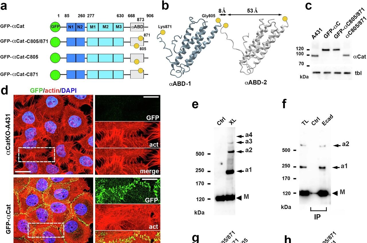 Investigating the 'glue' that holds cells together and allows them to ...