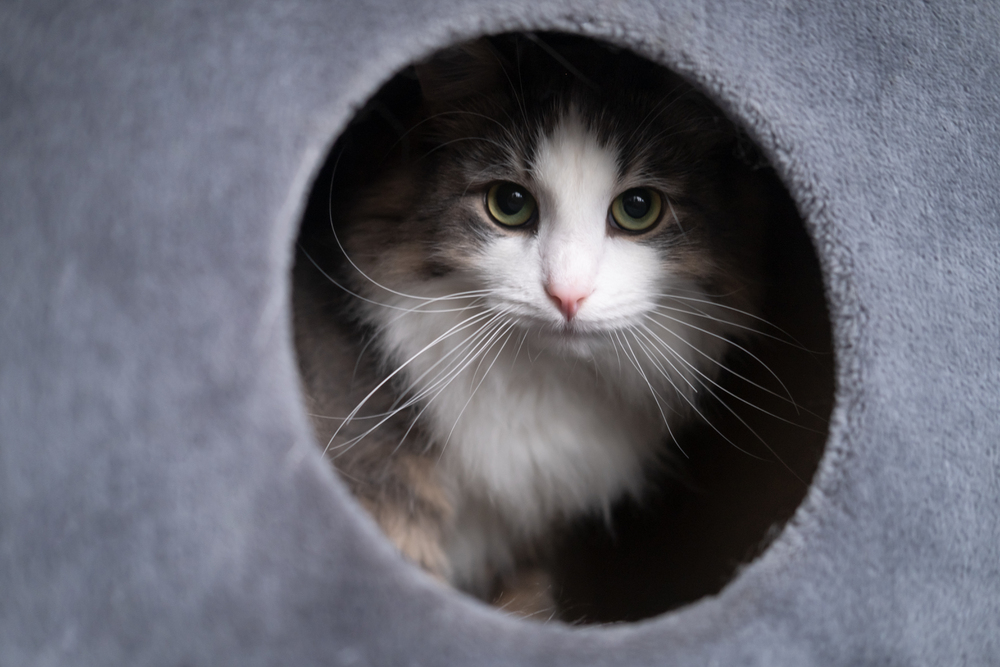 15 pet play areas you can create without sacrificing your décor