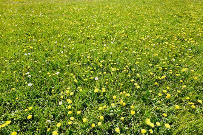 Does No Mow May Really Help Pollinators?