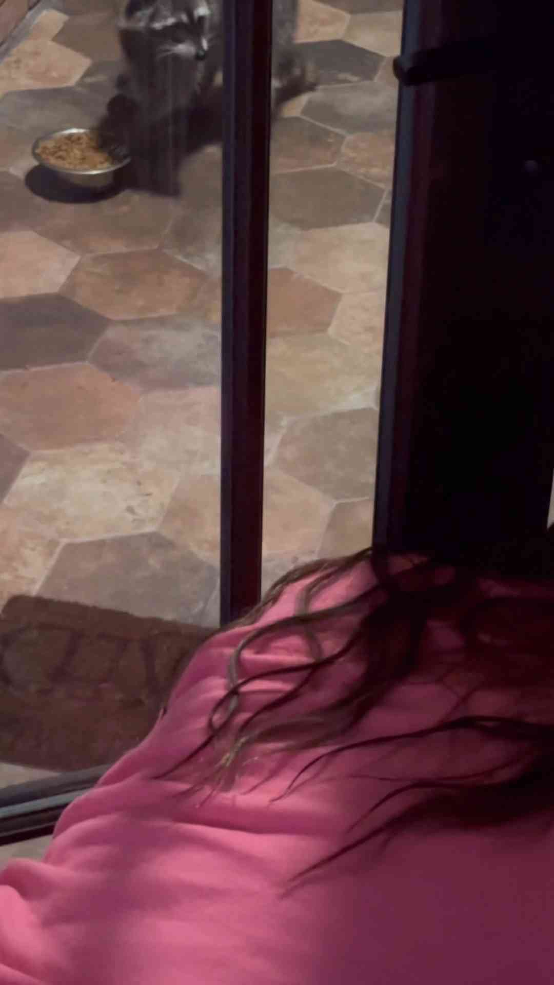 Curious Raccoon Visits for a Midnight Snack