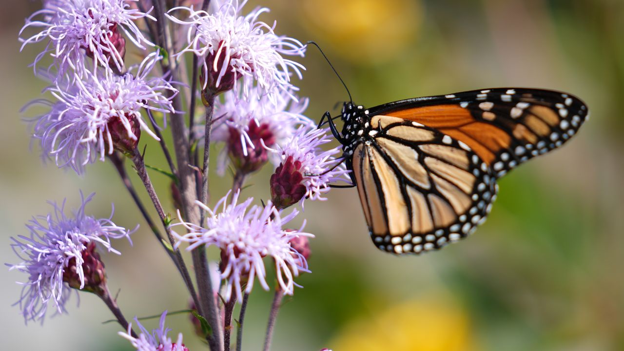 Why the monarch butterfly is still without Endangered Species Act ...