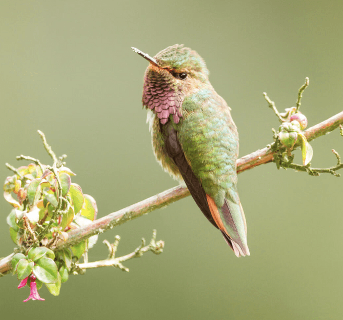 Discover the Colorful Hummingbirds of Costa Rica