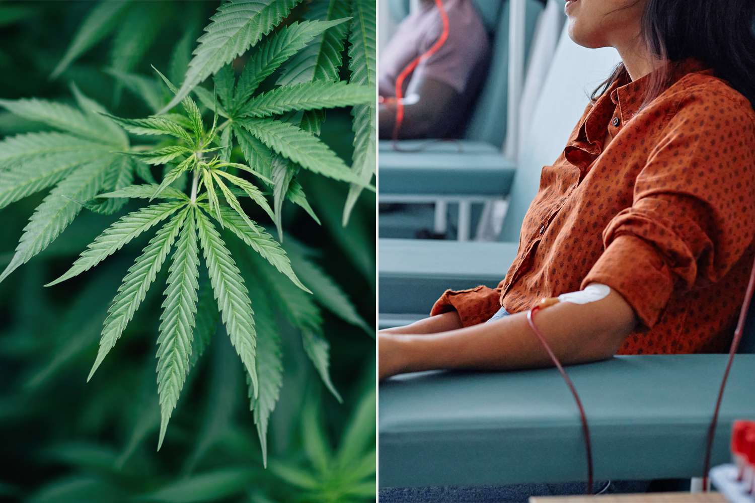 Give Blood, Get Free Weed: Popular Blood Drive Entices Donors with ...