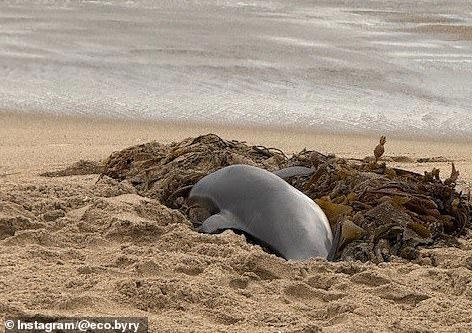 Dead dolphins and seals are washing up on LA beaches after wildfires