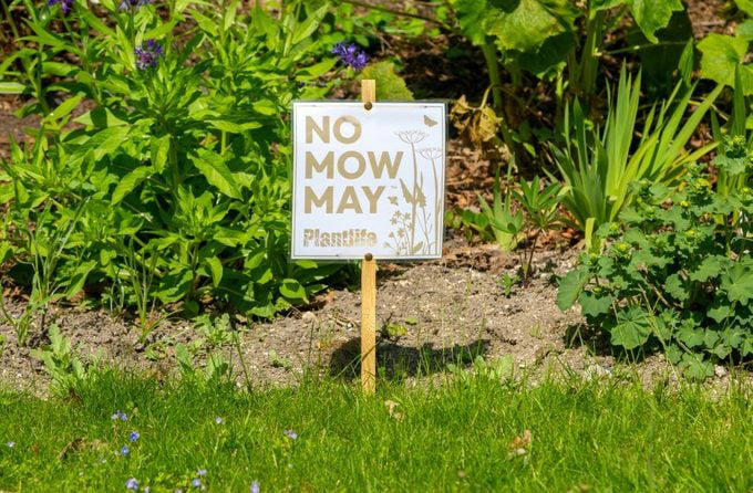 Does No Mow May Really Help Pollinators?