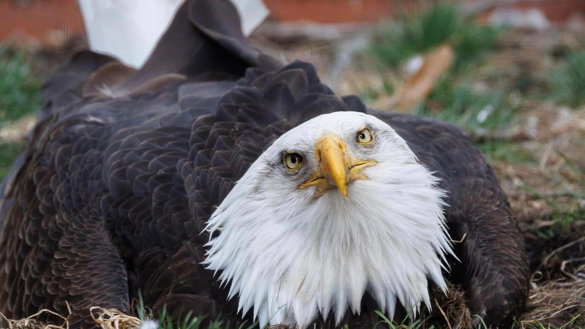 World Bird Sanctuary Mourns Murphy The Bald Eagle After Severe Weather ...