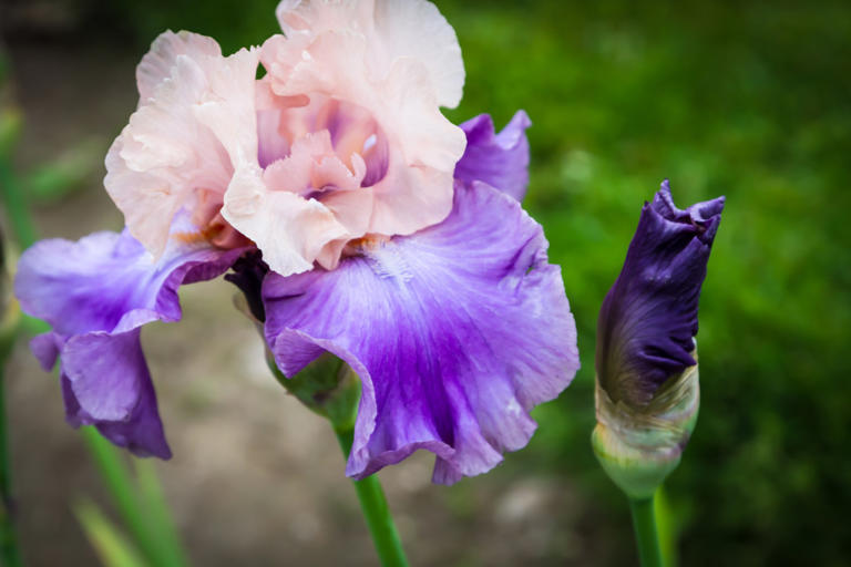 Gorgeous 'BOGO' Flower Multiplies Quickly and Comes in Several Stunning ...