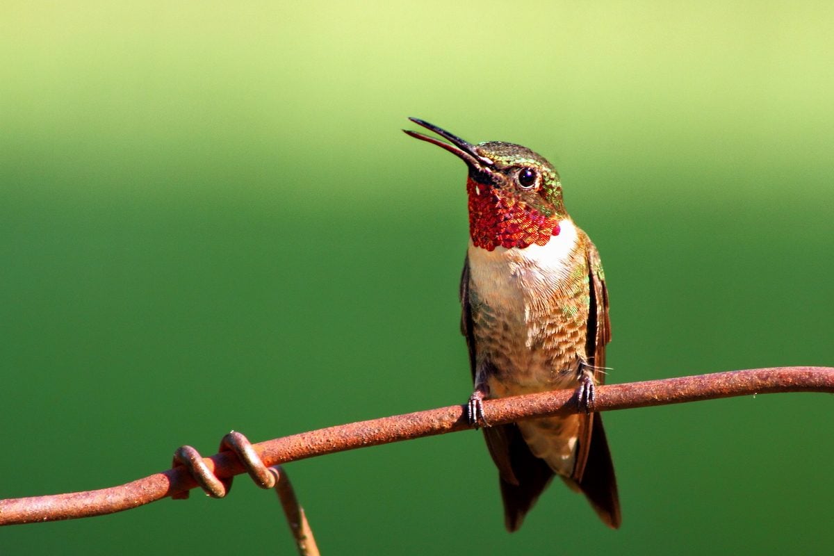 How to identify and attract a ruby-throated hummingbird