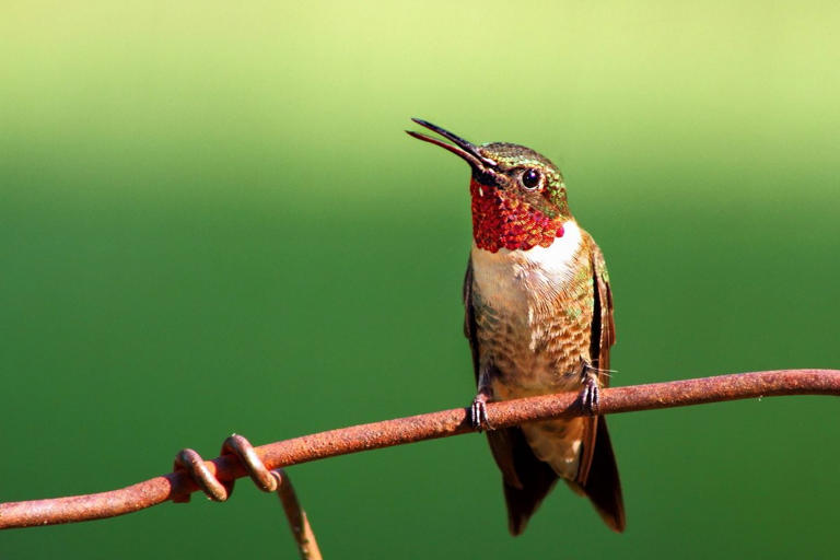 How to identify and attract a ruby-throated hummingbird