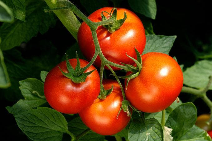14 top tomato growing tips for the ultimate crop