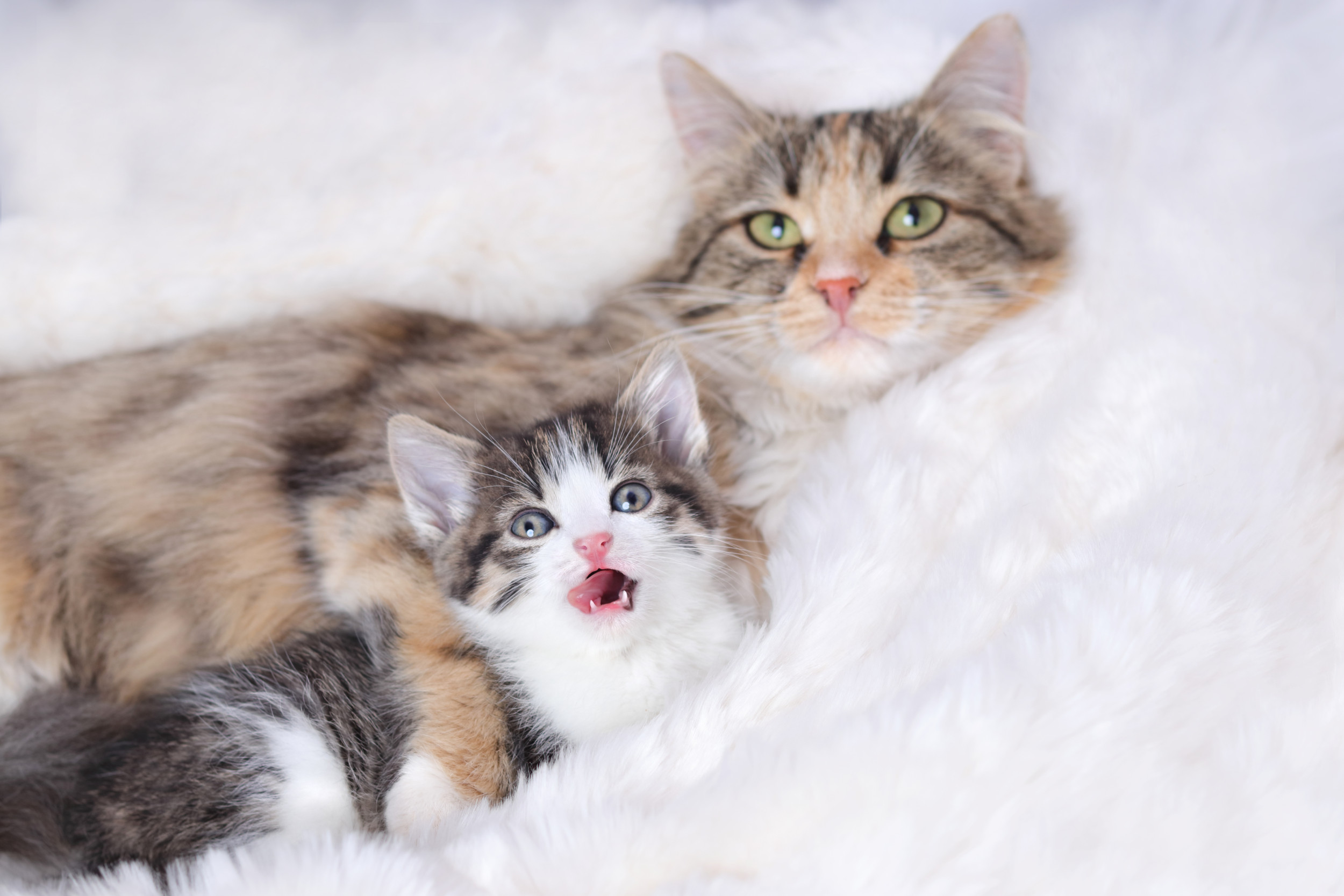 Viral Video Asks Why Kitten's Face Completely Changed—Vet Weighs In