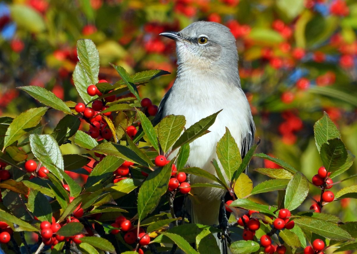 What Foods Do Northern Mockingbirds Eat?