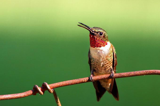 How to identify and attract a ruby-throated hummingbird