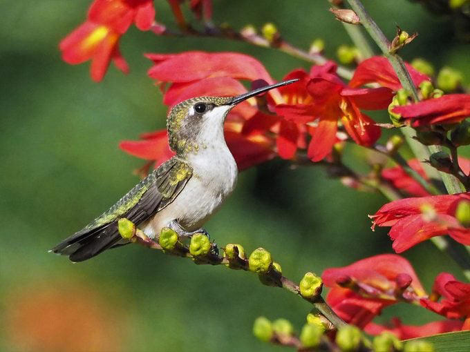 How to identify and attract a ruby-throated hummingbird