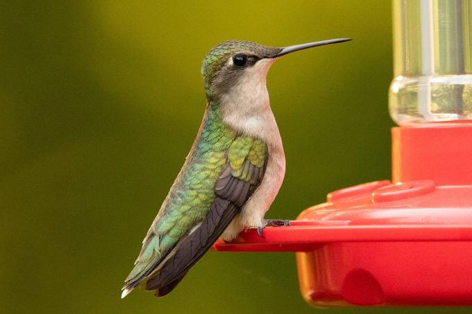 How to identify and attract a ruby-throated hummingbird