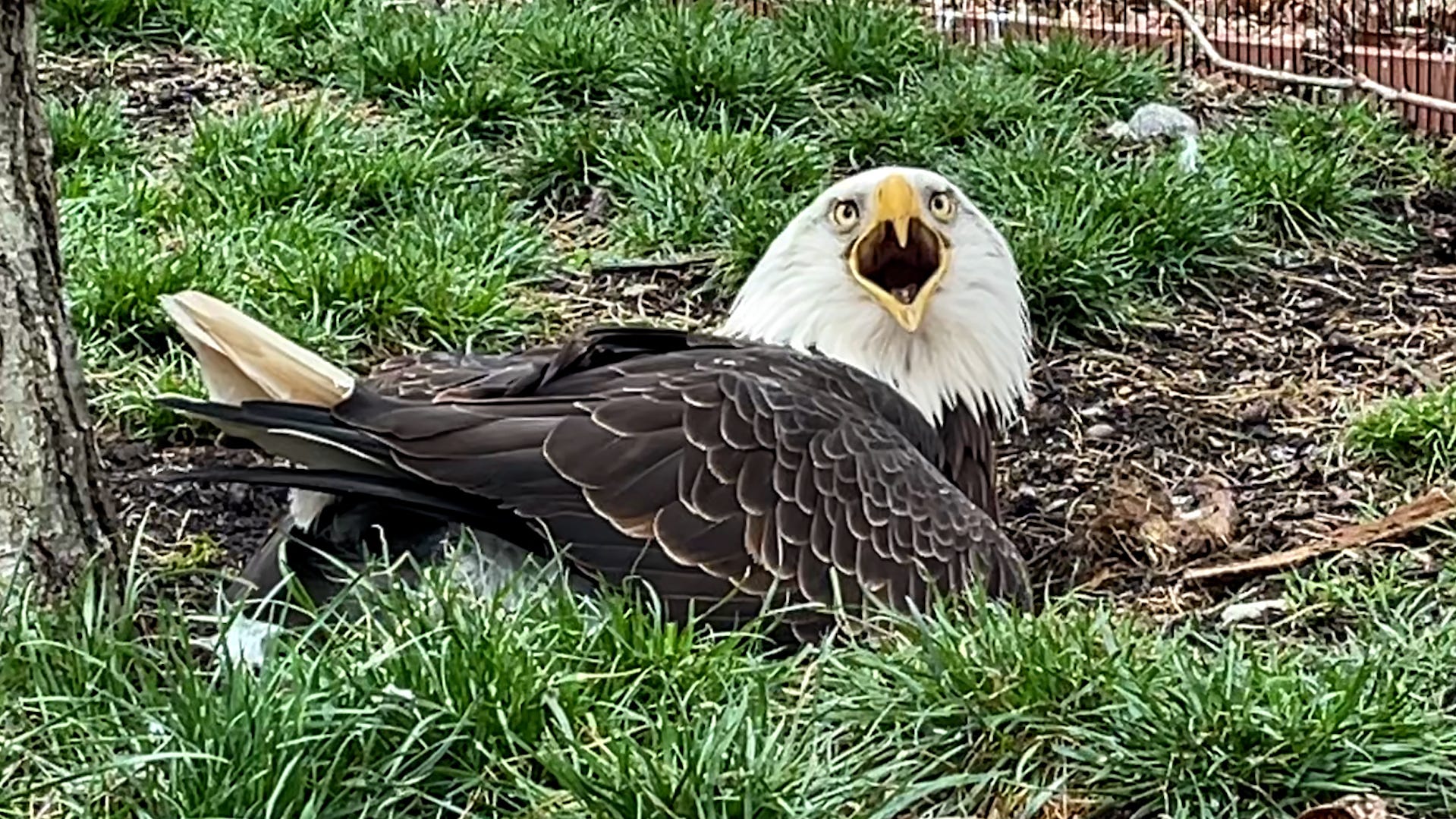 Beloved bald eagle foster dad dies after severe storm