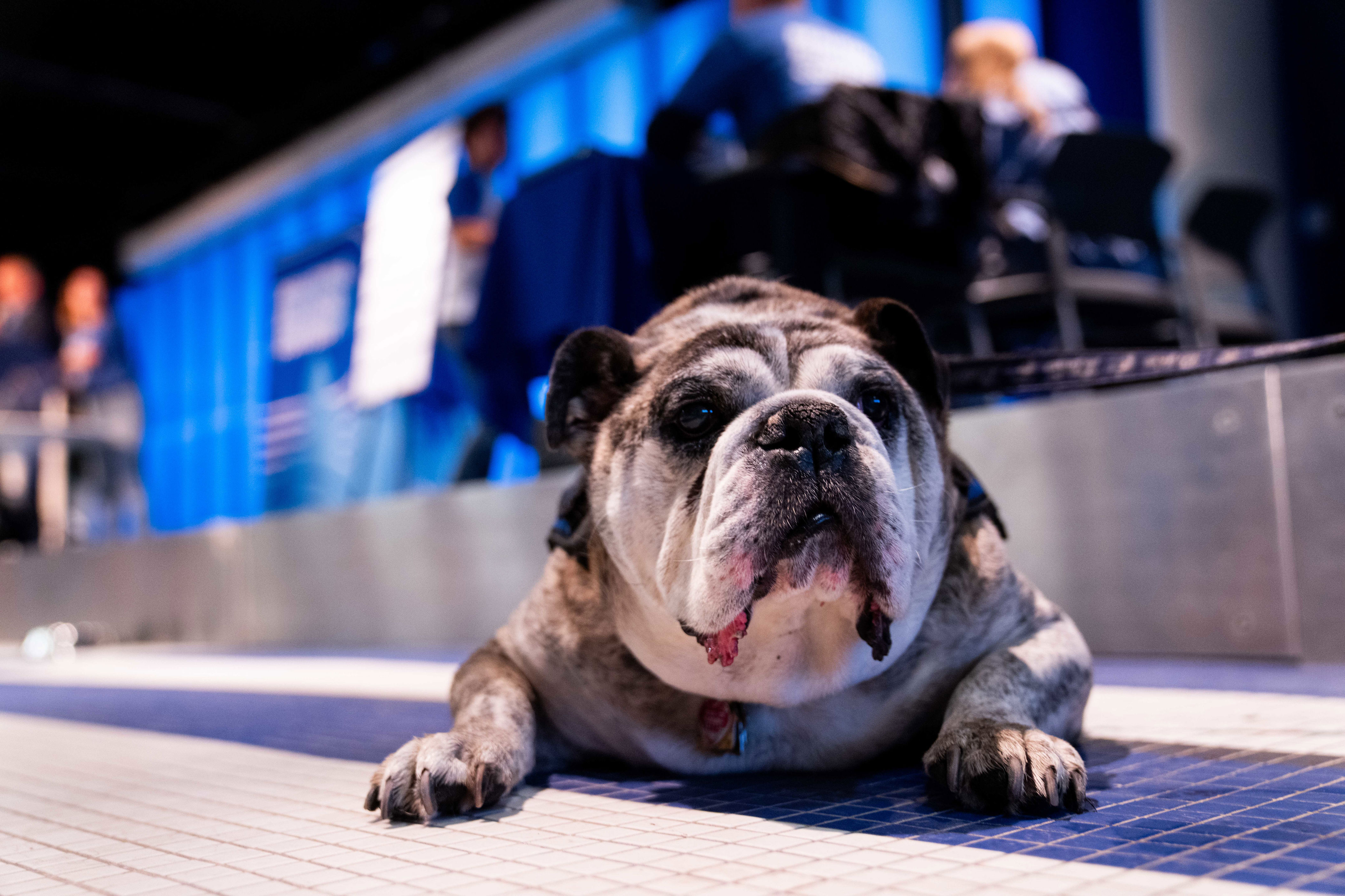 Thirty wrinkly dogs to compete in Iowa 'Beautiful Bulldog' contest