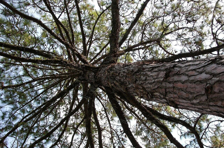 Which tree species fix the most carbon?