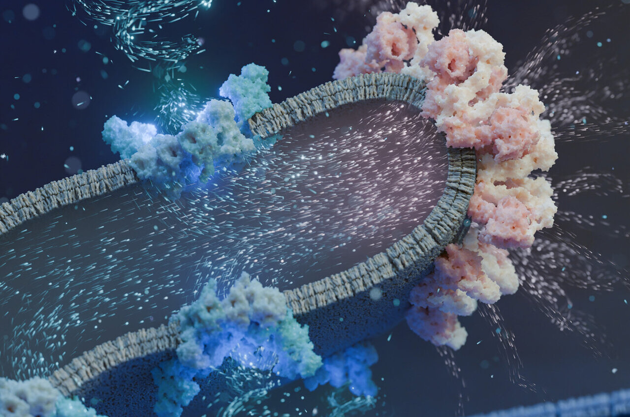 High-resolution images capture intricate structure of mitochondrial ...